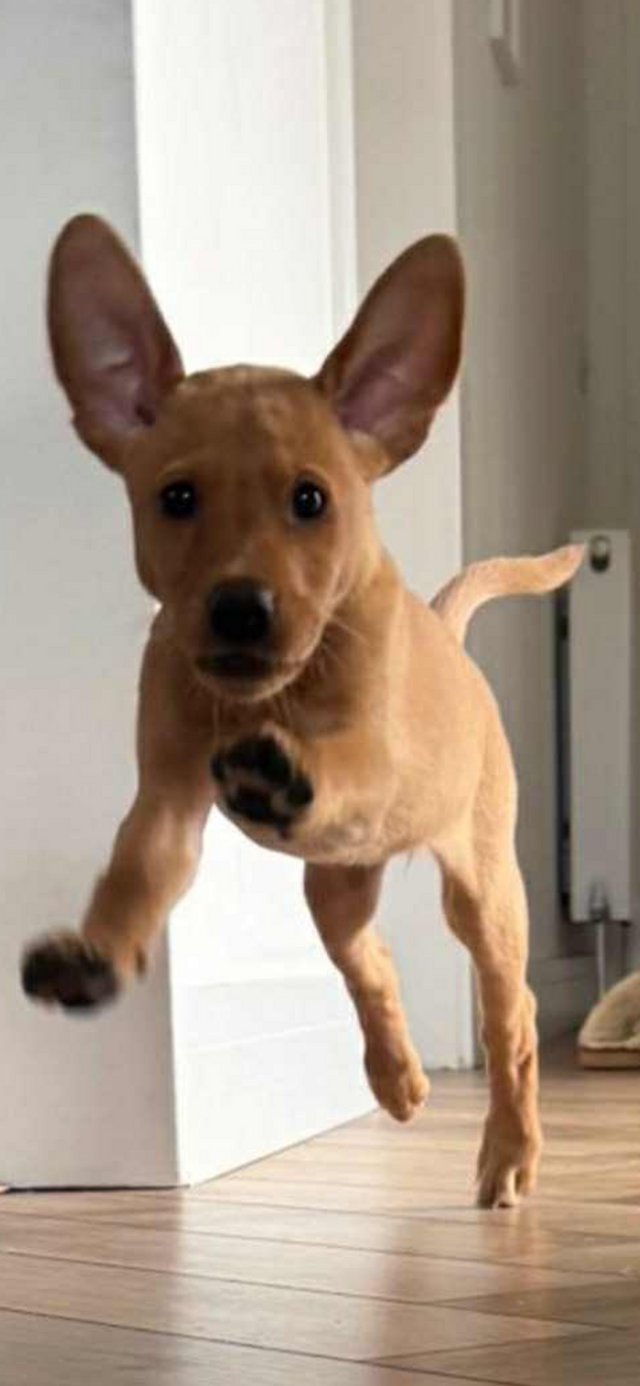 Local Classifieds | Preloved