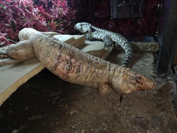 Argentine red tegu large 3ft + lizard For Sale in Newmarket ...