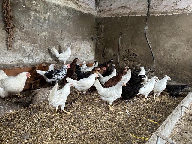 14-16 week old chickens hens pullets For Sale in Pickering, North ...