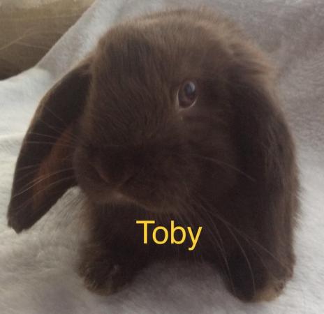 Beautiful Chocolate Mini Lop Boy For Sale in Spalding, Lincs | Preloved