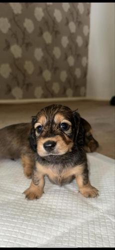 Miniature dachund long haired puppies Event in Grays, Essex | Preloved