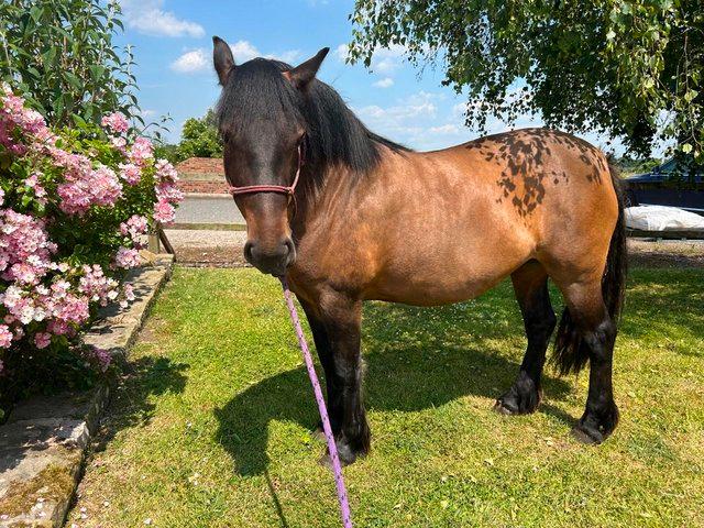 Beautiful Yellow Dun Highland Pony for sale For Sale in Halsall ...