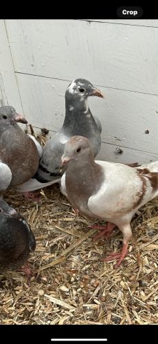 Delbar pigeons for sale For Sale in Oldham, Lancs | Preloved