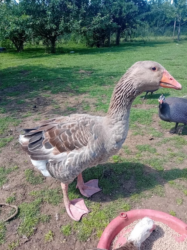 Local Classifieds | Preloved