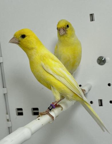 Beautiful pair of Irish Fancy Canaries for sale For Sale in Sheffield ...