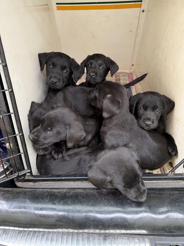 Local Classifieds | Preloved