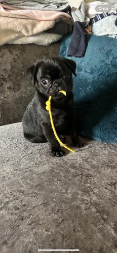 Reduced pug babies now ready for their new families For Sale in Rednal ...