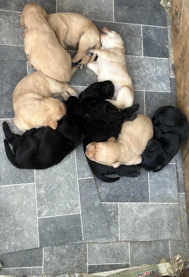 Local Classifieds | Preloved