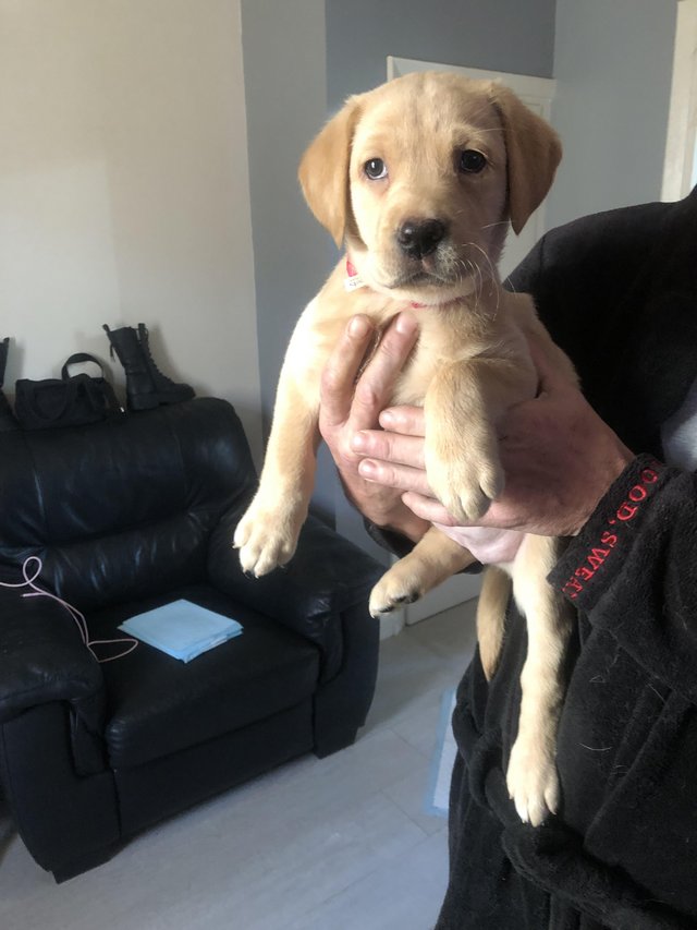 Local Classifieds | Preloved