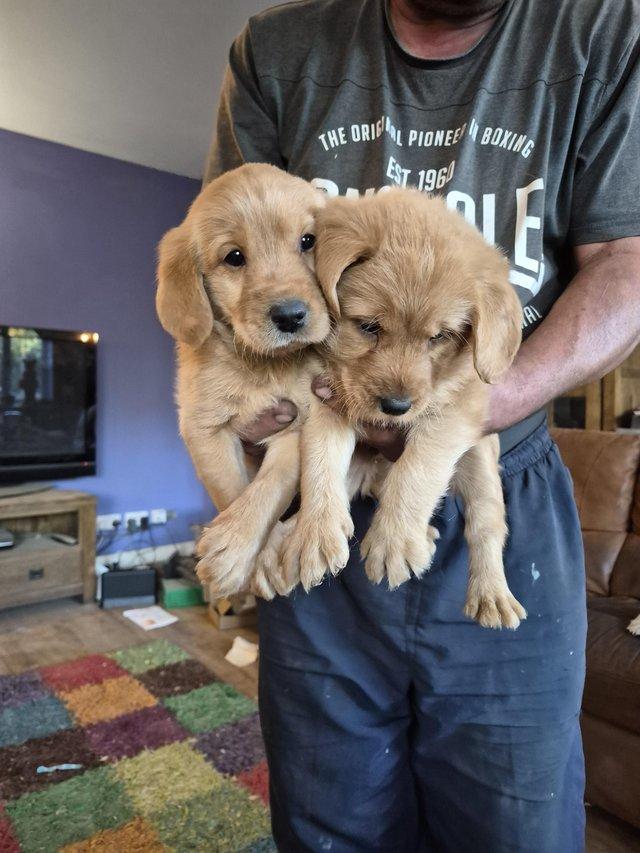 Local Classifieds | Preloved