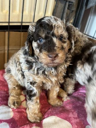 9 week old Merle phantom boy poodle For Sale in Hull, England | Preloved
