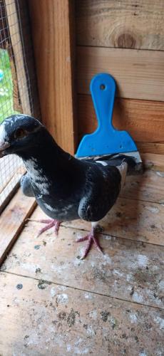 Belgium King raceing pigeon For Sale in Birmingham, West Midlands ...