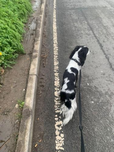 SOLD Cocker spaniel cross 2 years old For Sale in Castleford, West ...