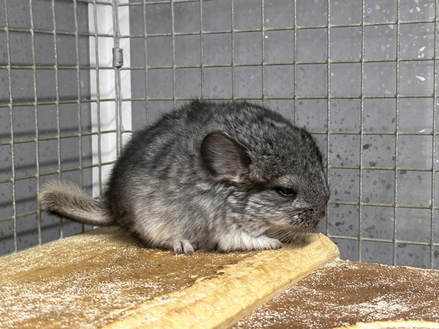Chinchilla Kits - Male & Female - Homo & Hetero Beiges For Sale in ...