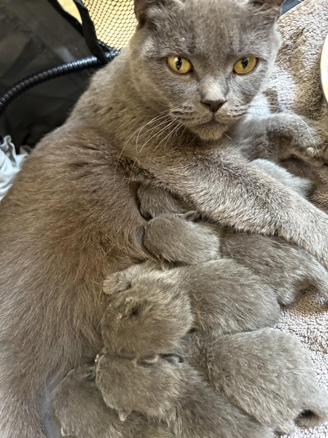 Local Classifieds | Preloved