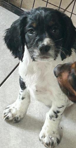 Kc Cocker Spaniel pups ready to leave reduced 2 left For Sale in ...