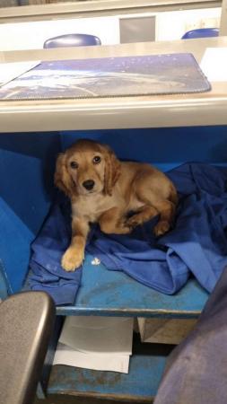 3 month old cocker spaniel For Sale in Solihull, Birmingham | Preloved