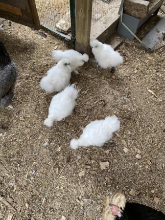 12 week old silkie chicks and a about 10 week old chicks For Sale in ...