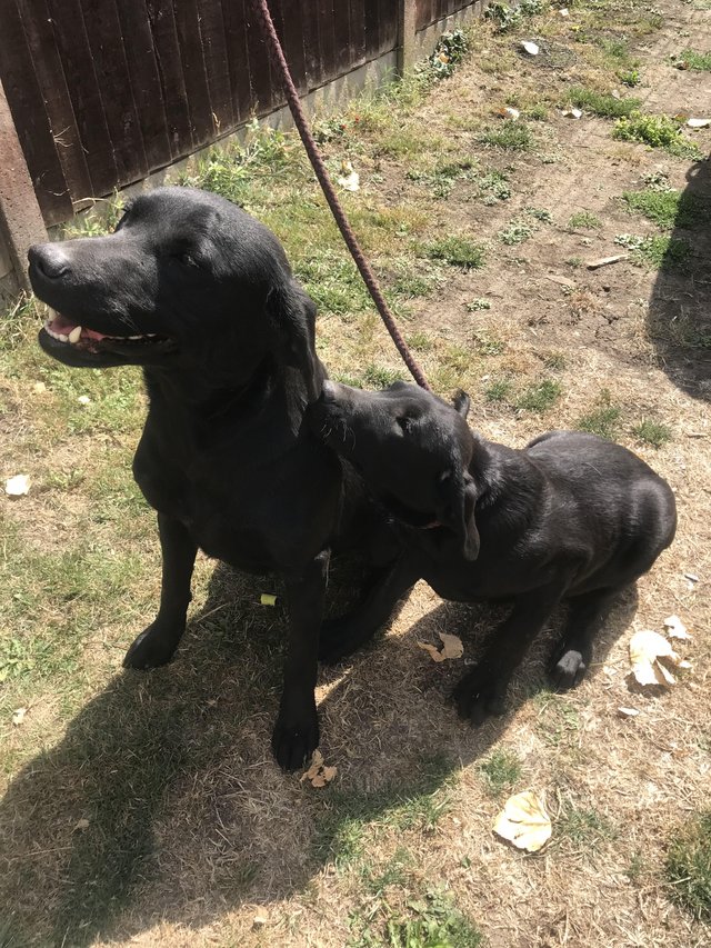 Local Classifieds | Preloved