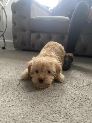 Cockapoo F1 puppy’s cream merle For Sale in Wisbech, Cambs | Preloved