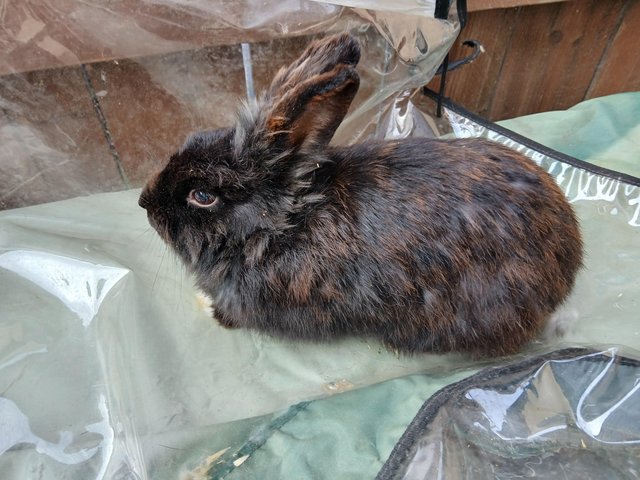 Local Classifieds | Preloved