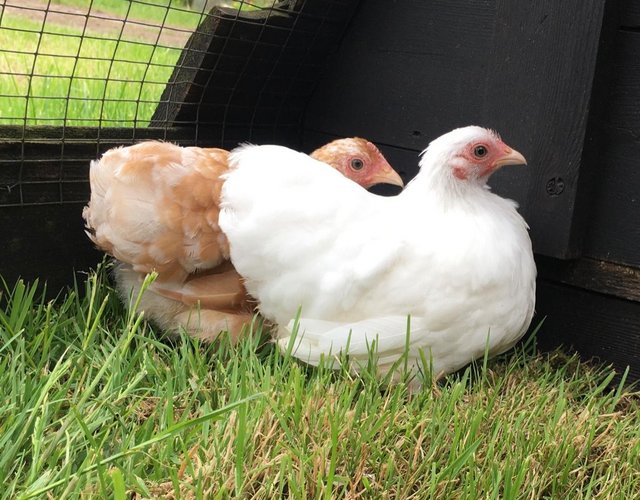 Two pekin girls, buff with white spots and white For Sale in Malvern ...