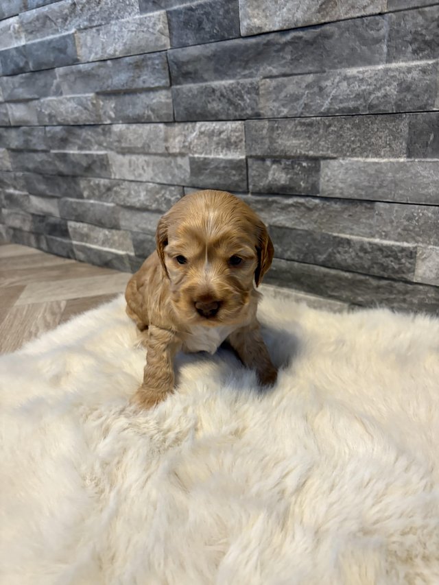 Local Classifieds | Preloved