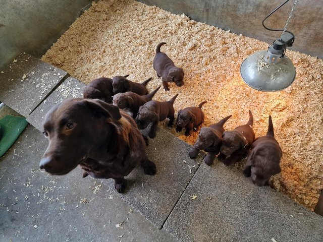 Local Classifieds | Preloved