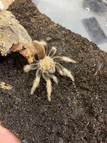 Spider Stock List At Urban Exotics December24 For Sale in Mansfield ...