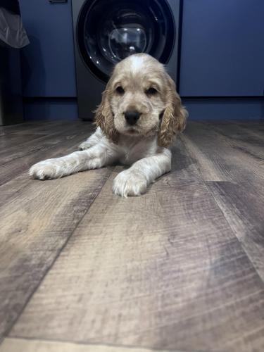Cocker spaniel puppies 1 BOY LEFT. READY TO GO For Sale in Northampton ...