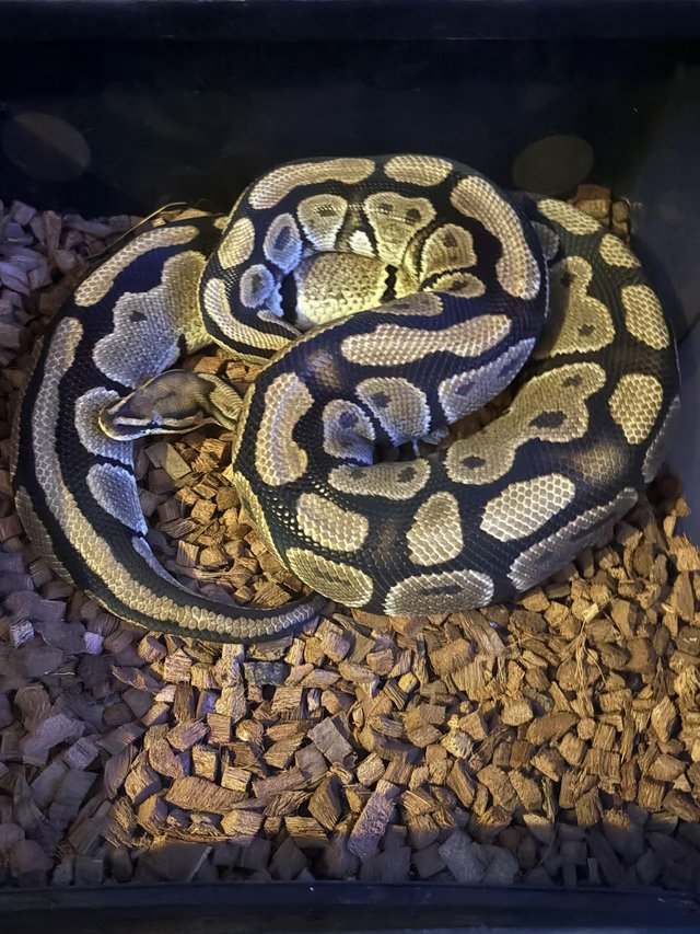 Local Classifieds | Preloved