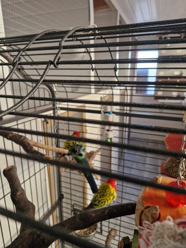 cage birds Birds For Sale Preloved