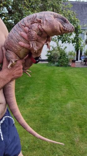 Argentine red tegu large 3ft + lizard For Sale in Newmarket ...