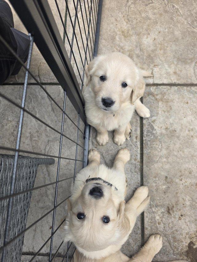 Local Classifieds | Preloved