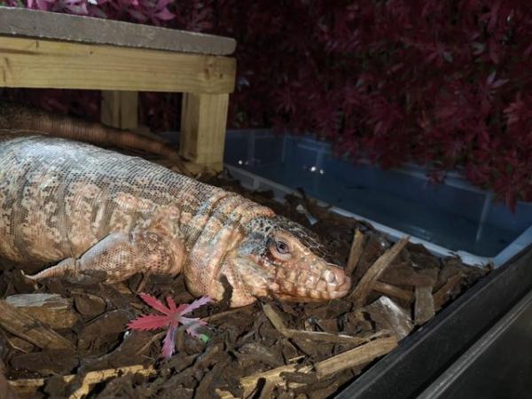 Argentine red tegu large 3ft + lizard For Sale in Newmarket ...