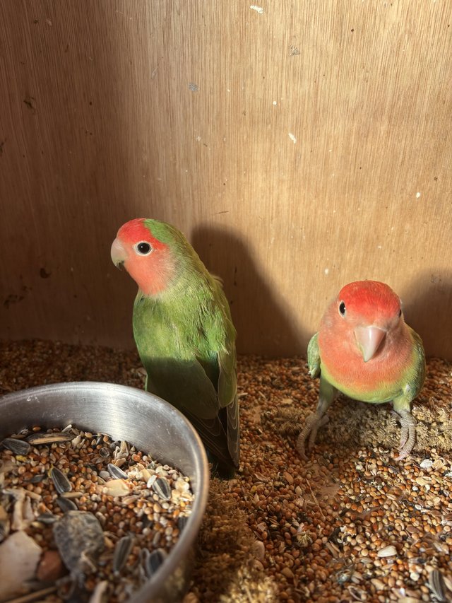 Local Classifieds | Preloved