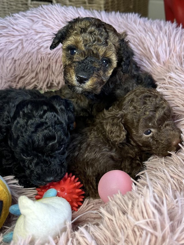 Local Classifieds | Preloved