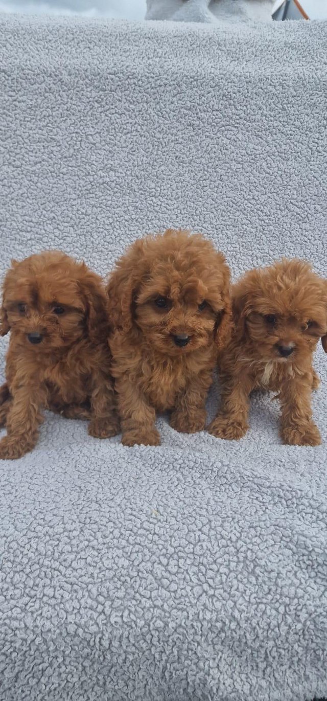 Local Classifieds | Preloved