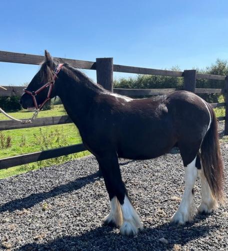 Heavy Piebald Yearling Cob To Make 13hh For Sale in Bradford, West ...