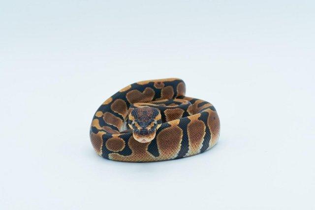 Baby Royal Python: Normal 100% Het Pied FEMALE For Sale in Liverpool ...