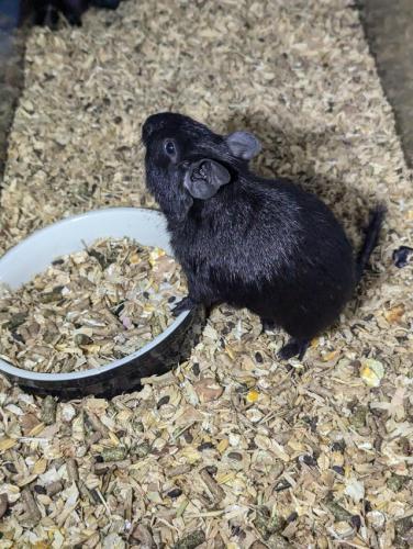 Rare pure black female degu's ready to leave now For Sale in Dudley ...