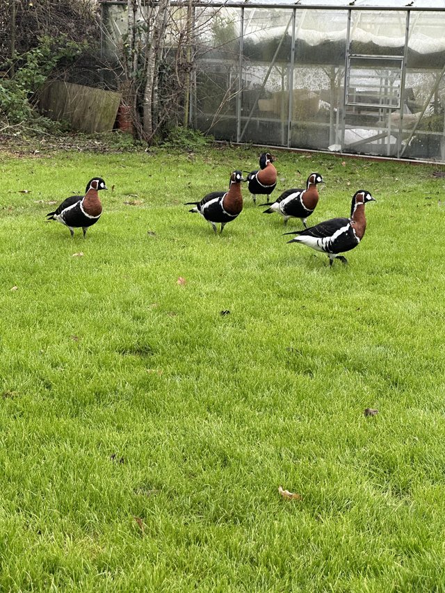 Local Classifieds | Preloved