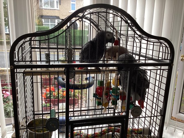 Local Classifieds | Preloved