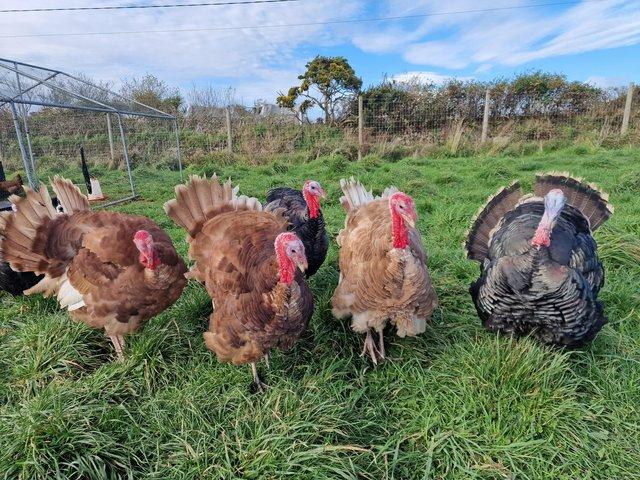 Local Classifieds | Preloved