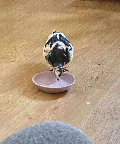 Rehabilitated fancy pigeon For Sale in Stowmarket, Suffolk | Preloved