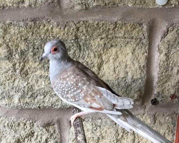 Diamond Doves Red and dilute Reds 2024 For Sale in Nether Langwith ...