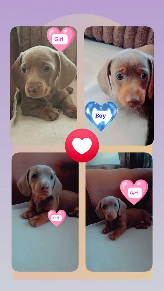 Local Classifieds | Preloved