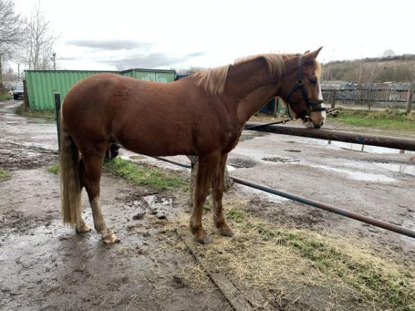 15hh chestnut gelding Connemara x tb For Sale in Lincoln, Lincolnshire ...