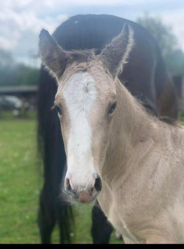 Absolutely stunning dun yearling cob cross Tb For Sale in Knottingley ...