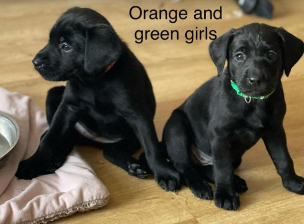 7 week old adorable Labrador retriever puppies For Sale in Felixstowe ...
